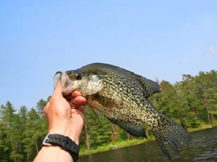 Crappie Fishing Tips - How to Catch Crappie