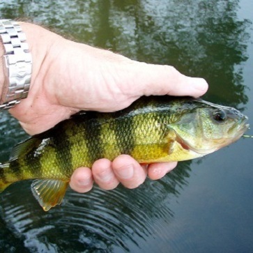 How to Catch Perch - Fishing Facts Tips