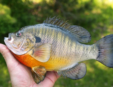How To Catch Bluegill – Fishing Facts Tips